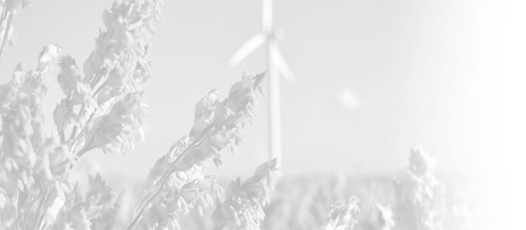 Your Guide to the Texas Cattle Industry | Texas Farm Credit