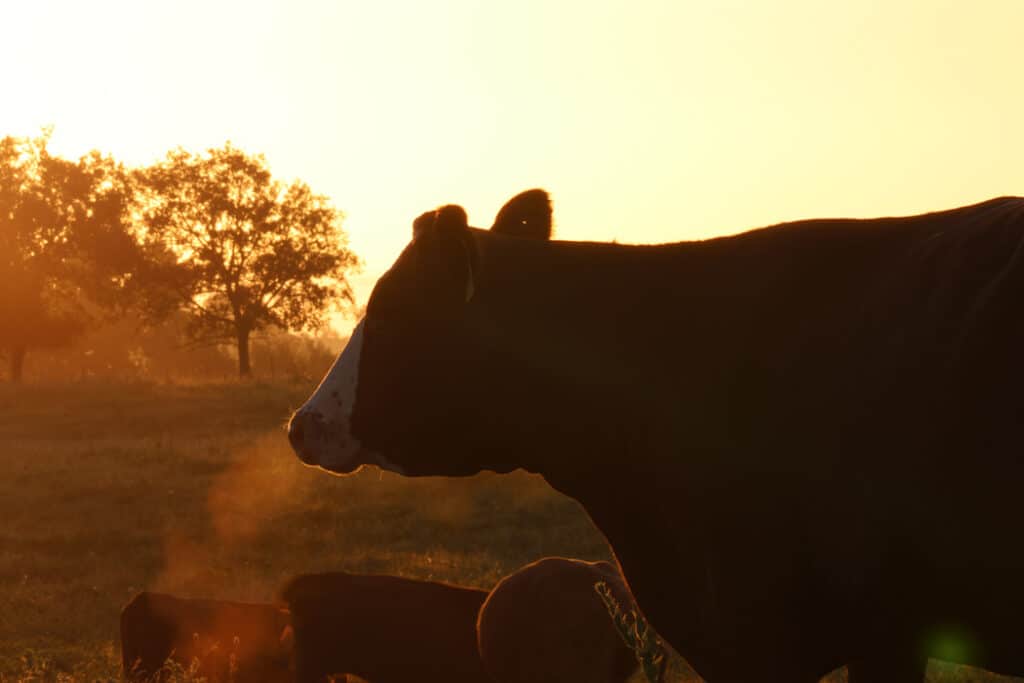 Texas Farm Credit 2025 Photo Contest Results | Texas Farm Credit