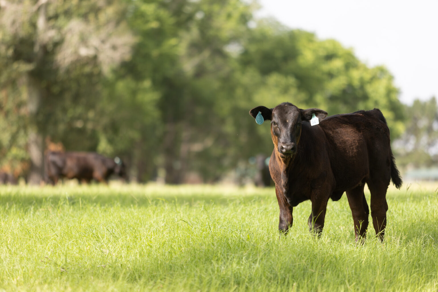 Why Organized Ranch Records Matter | Texas Farm Credit