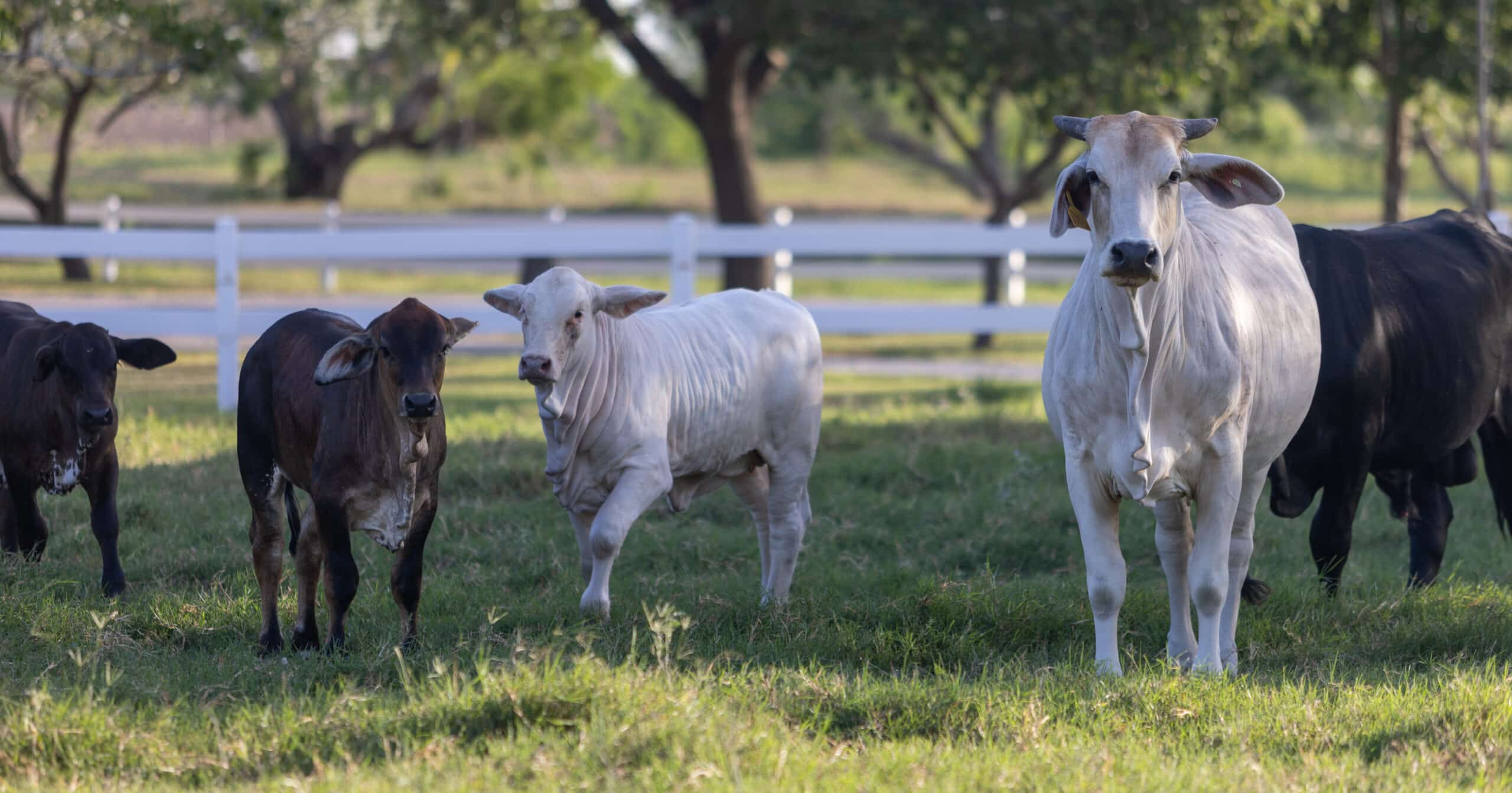 Your Guide to the Texas Cattle Industry | Texas Farm Credit