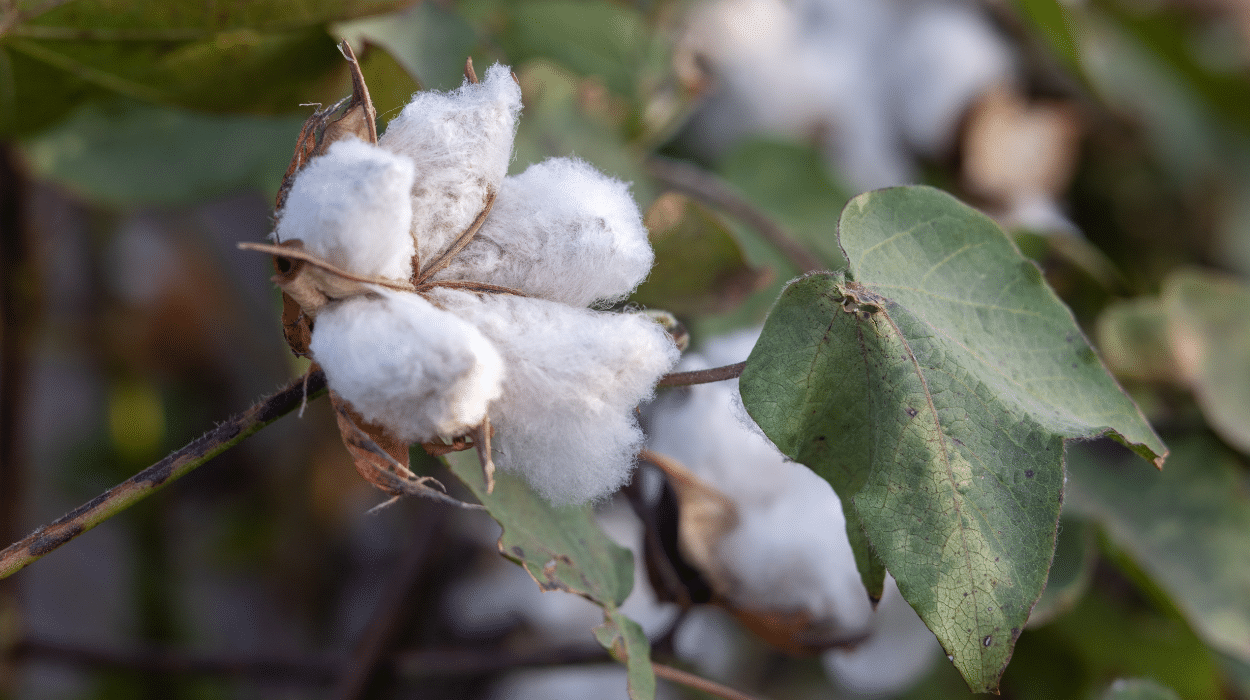 Your Guide to the Texas Cotton Industry | Texas Farm Credit