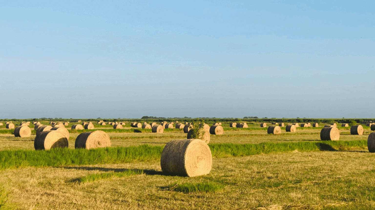 Hay Production in Texas: What You Need to Know | Texas Farm Credit