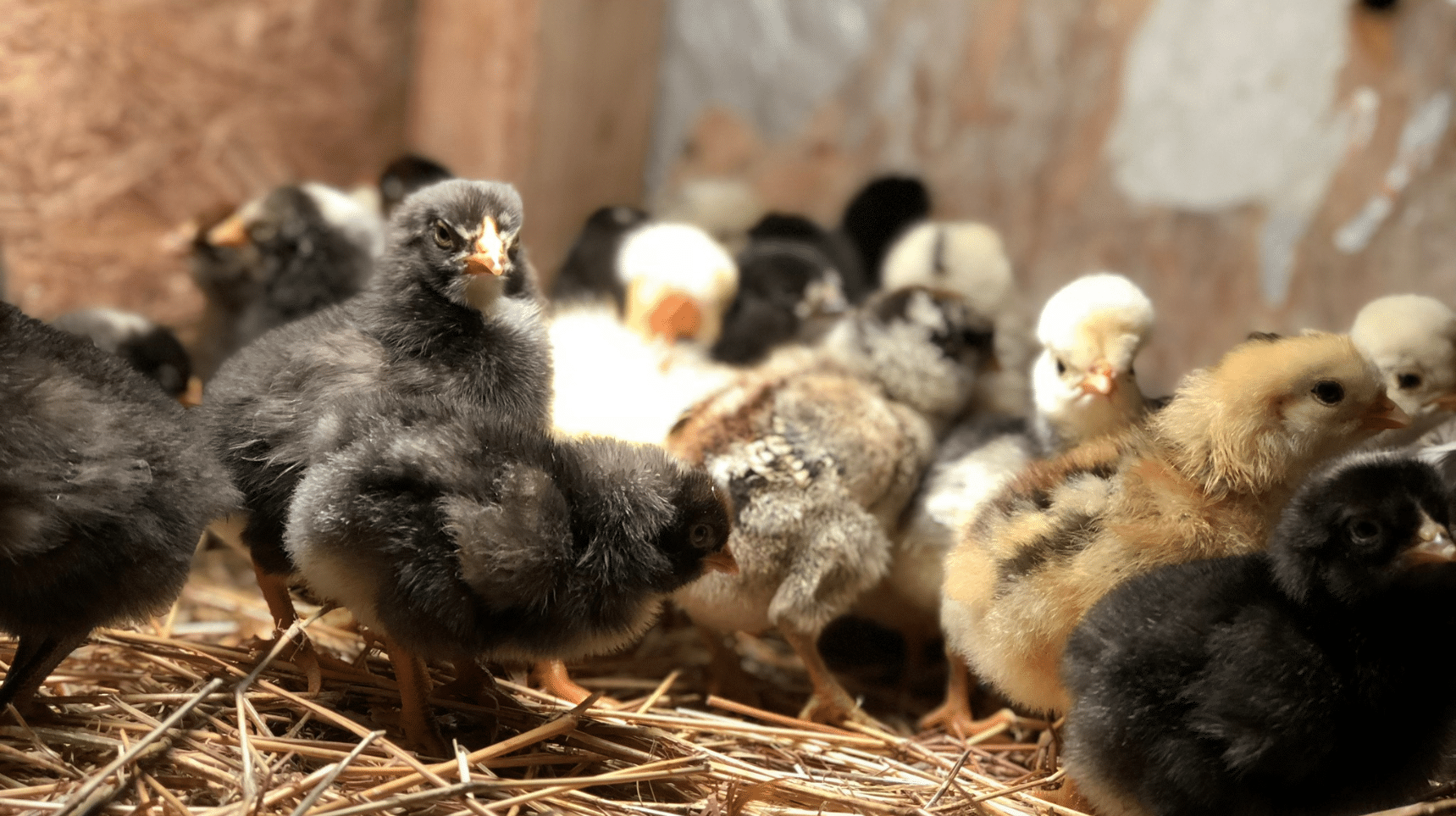 Your Guide to the Texas Poultry Industry | Texas Farm Credit
