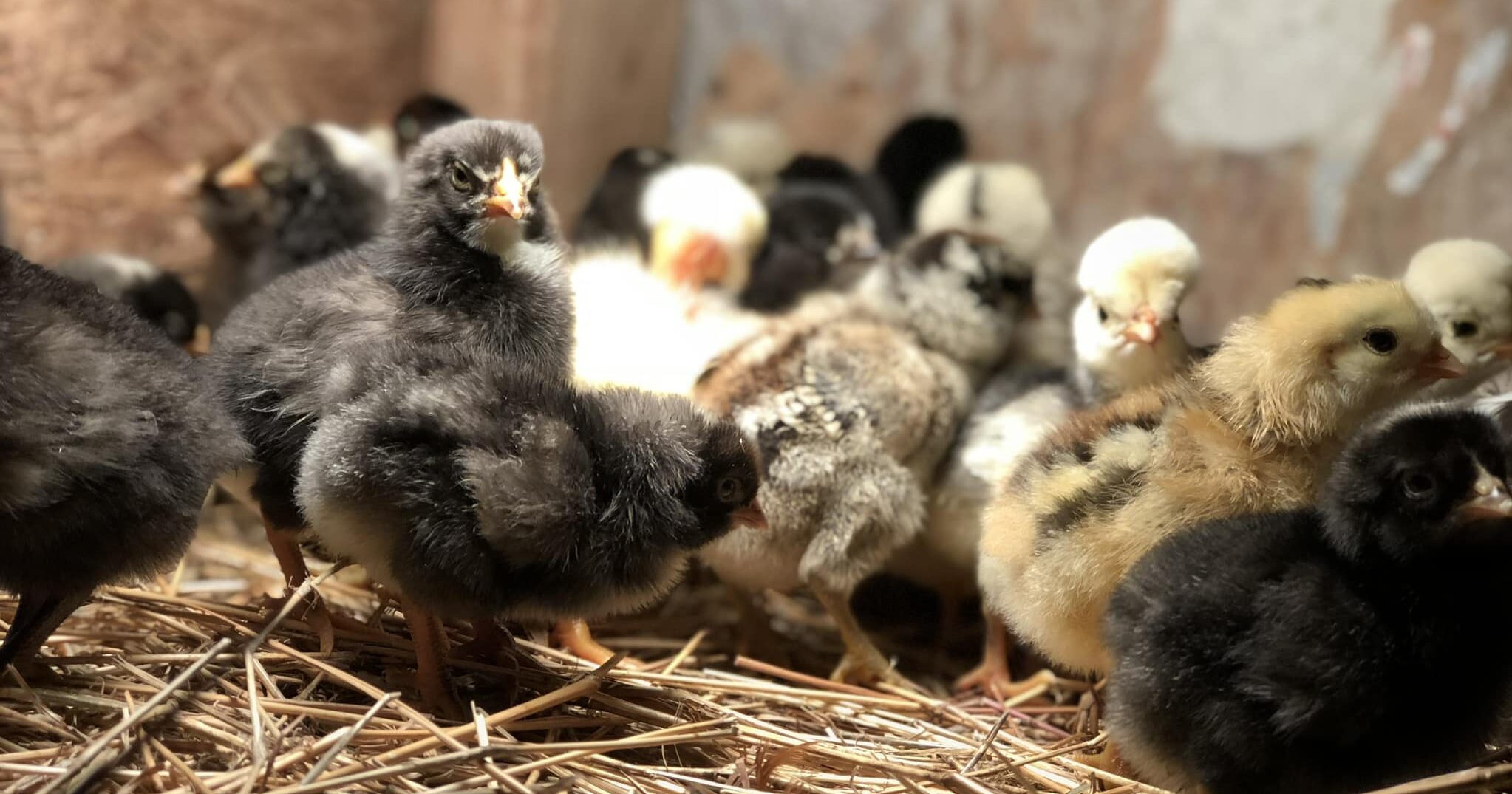 Your Guide to the Texas Poultry Industry | Texas Farm Credit