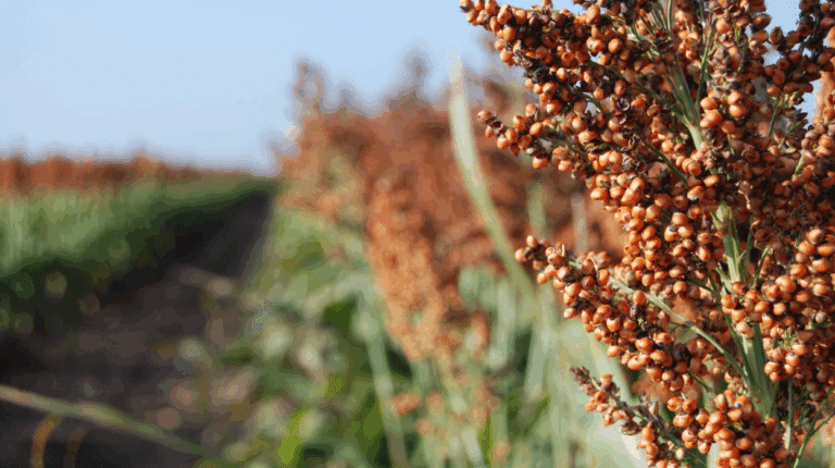 Growing Milo in Texas: What to know and why the grain is so vital to ...