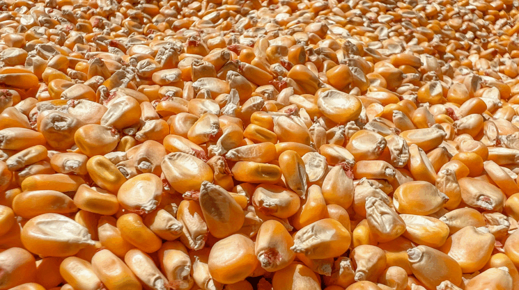 Corn Production in Texas: What Producers Need to Know | Texas Farm Credit